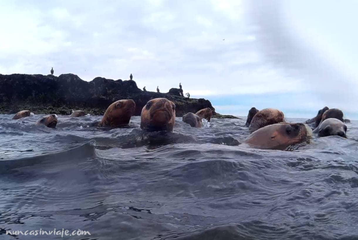 PUNTA NINFAS y PUNTA LOMA ⭐️ Visita desde Puerto Madryn