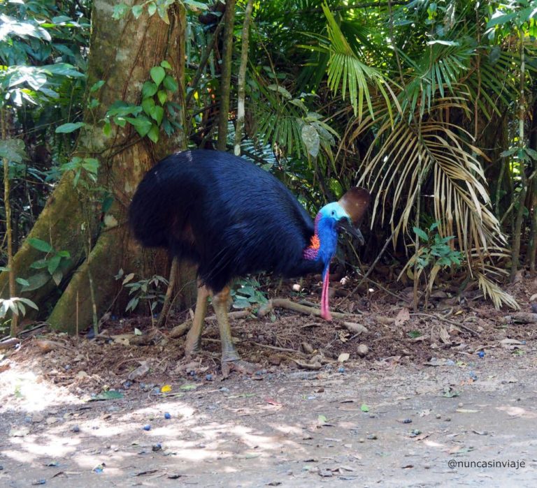 Dónde ver animales en Australia - Nunca sin viaje