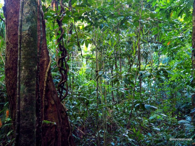 Bosque tropical de Daintree: la selva pluvial de Australia